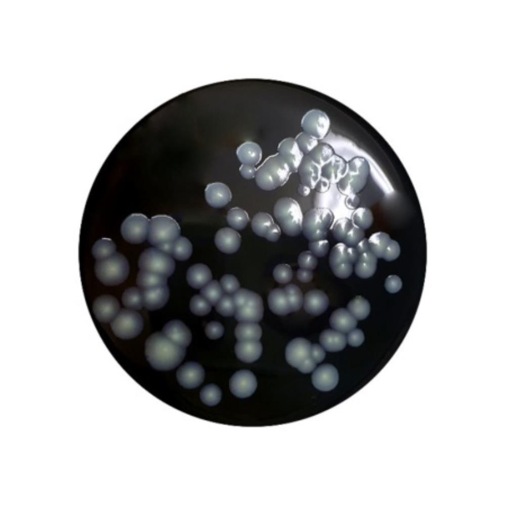 SGL Legionella BCYE Agar; 90mm | MED2160 | SOUTHERN GROUP LABORATORY ...